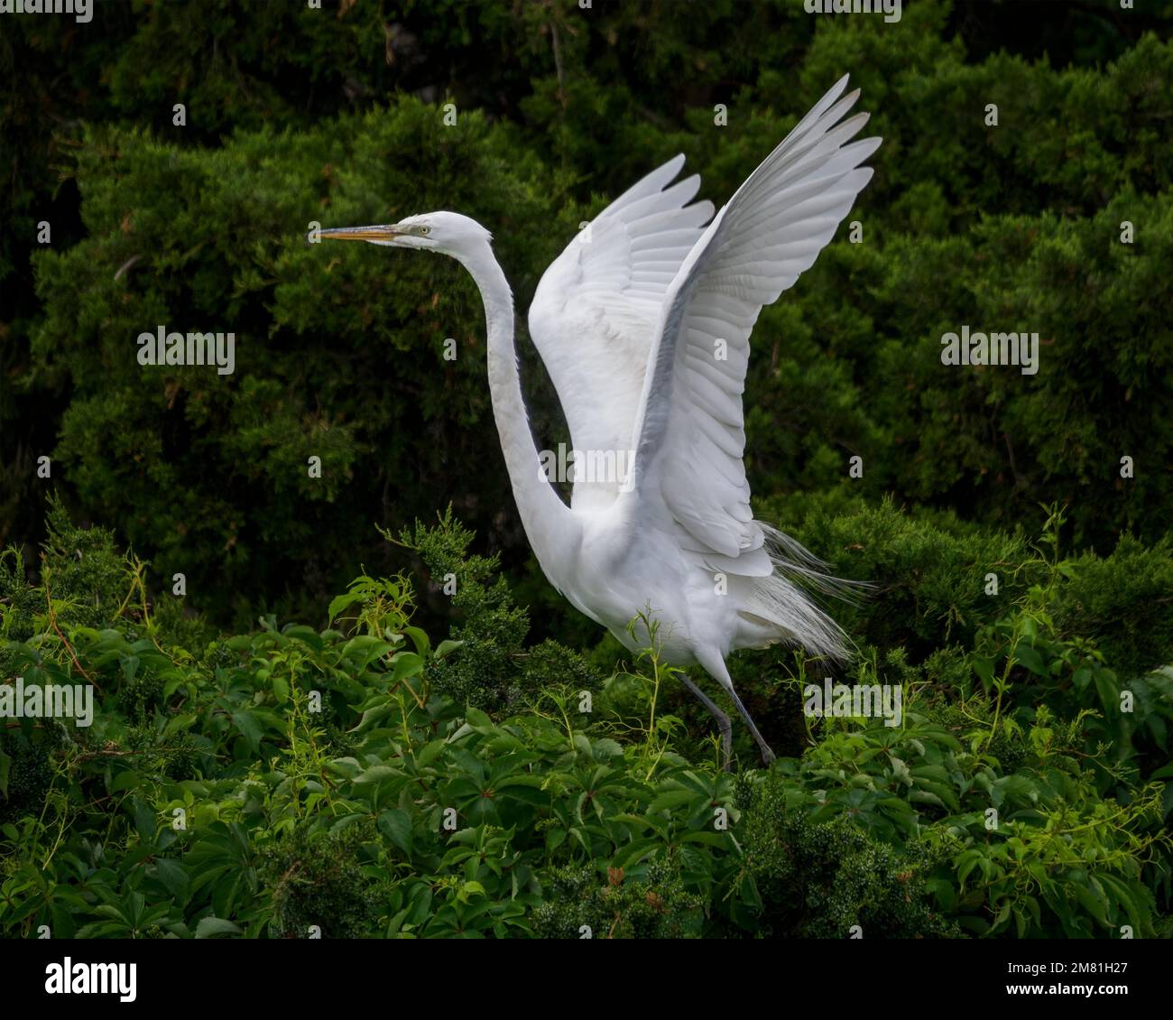 Great Egret (Ardea alba) taking flight at the Ocean City Rookery Stock ...