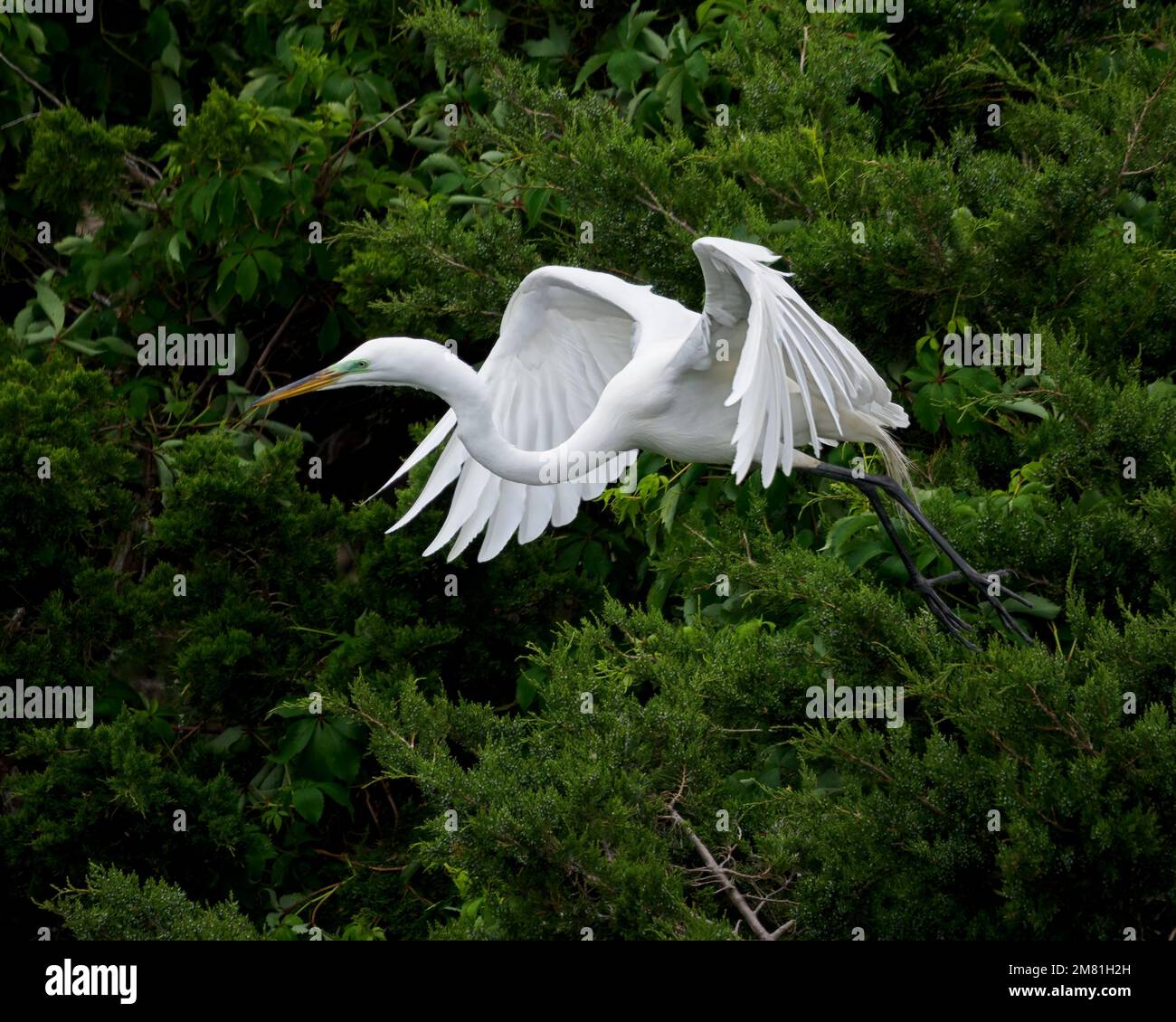 Ocean city rookery hi-res stock photography and images - Alamy