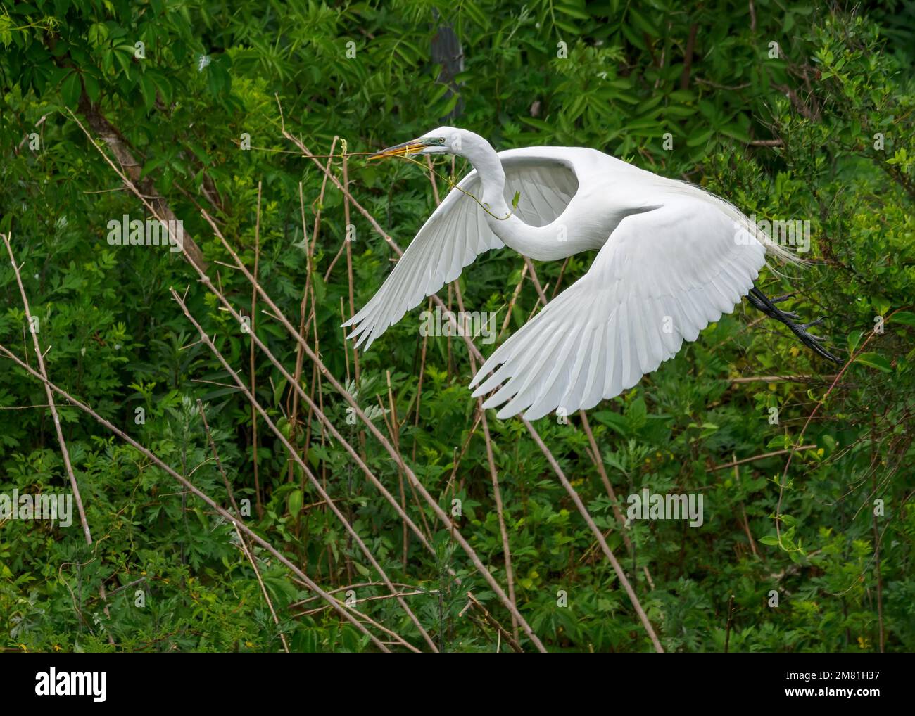 Great Egret (Ardea alba) flying at the Ocean City Rookery Stock Photo ...