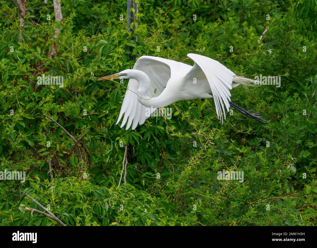 Great Egret (Ardea alba) flying at the Ocean City Rookery Stock Photo ...