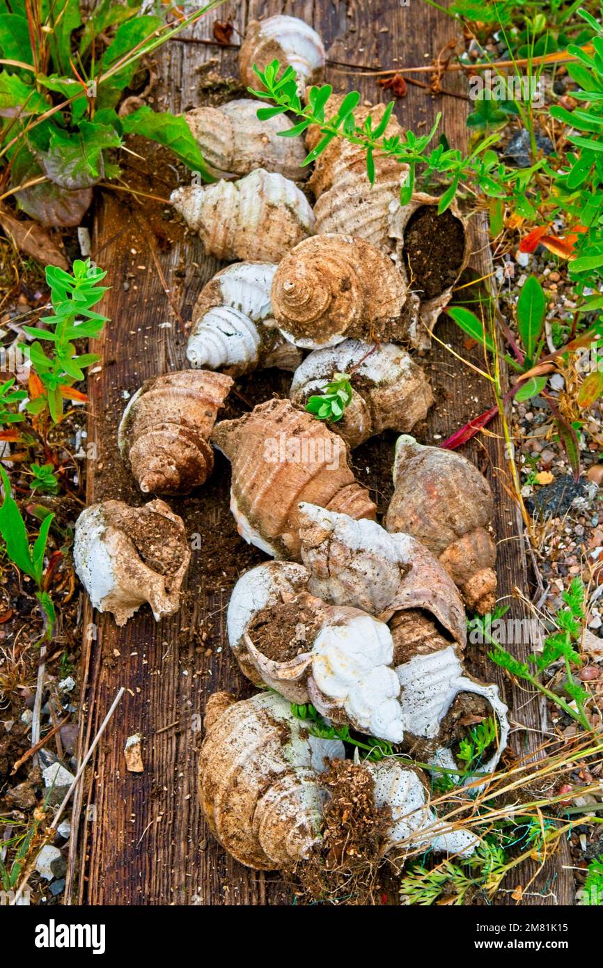 Seashells were discovered around an old abandoned fishing shack in ...