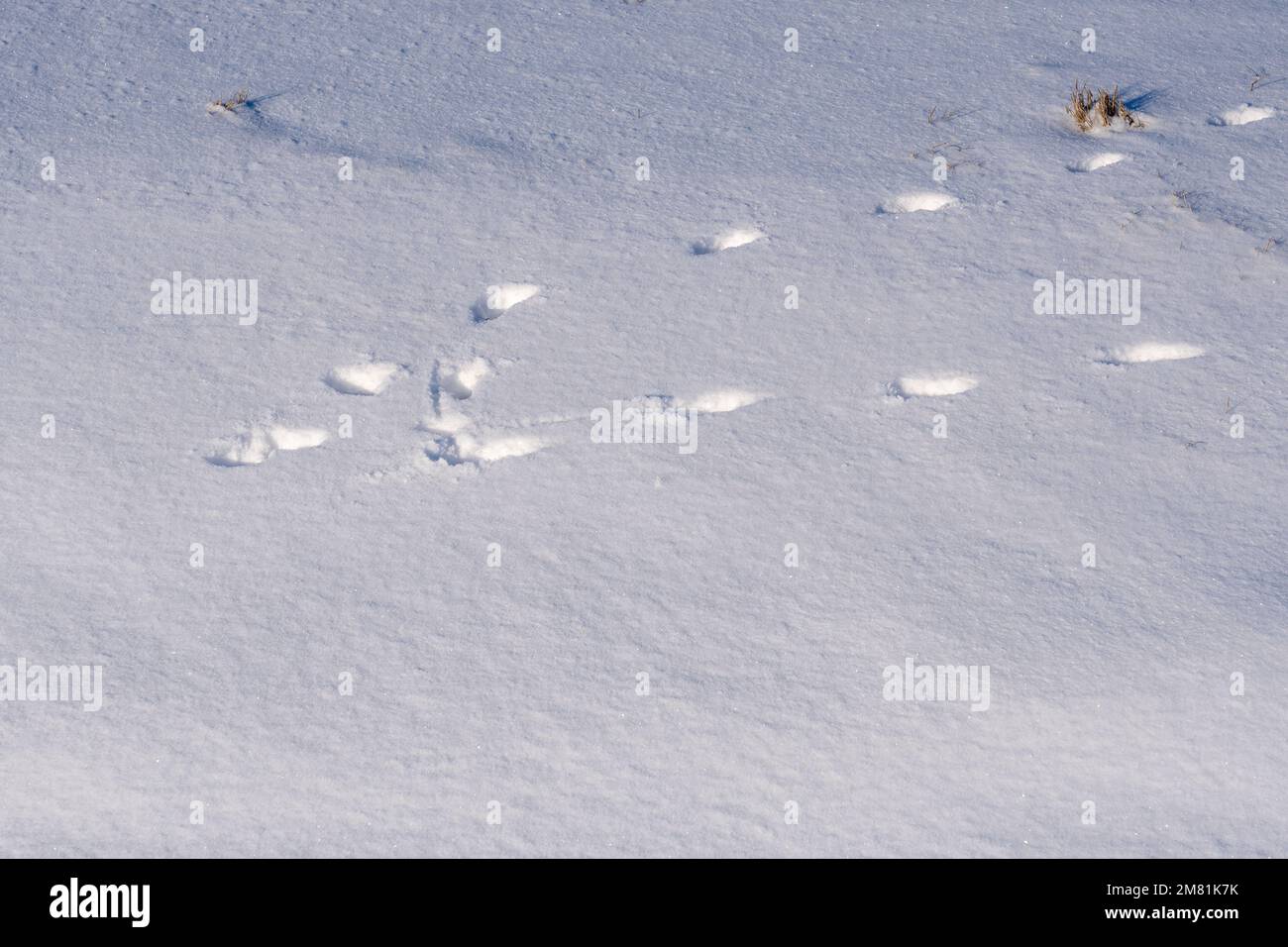 Fox tracks in snow hi-res stock photography and images - Alamy