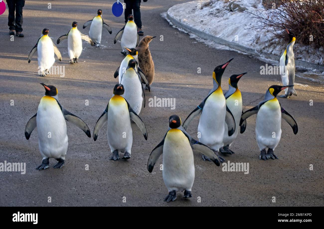 King penguin calgary zoo hi-res stock photography and images - Alamy