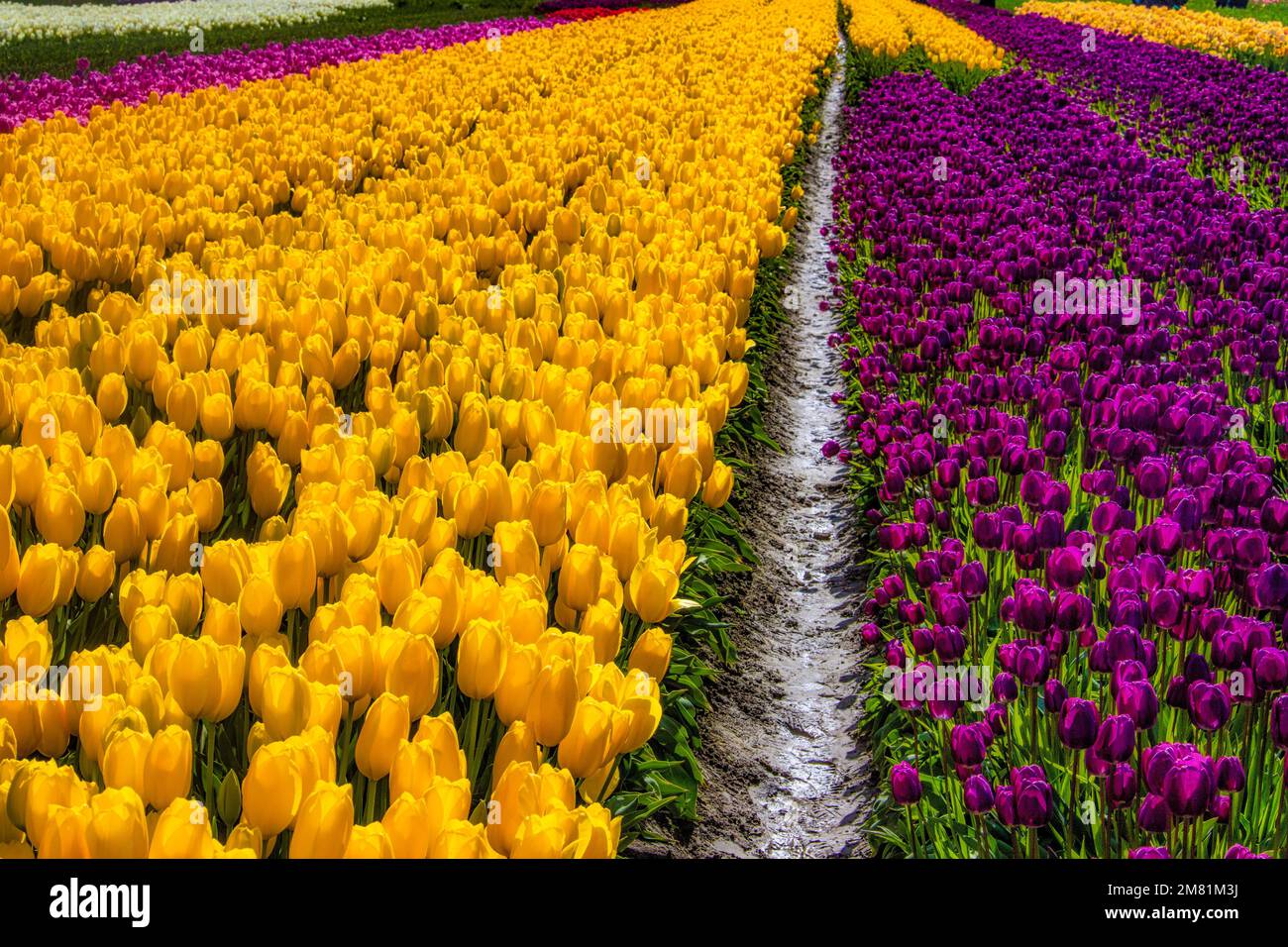 Newly bloomed tulips hi-res stock photography and images - Alamy Newly bloomed tulips hi-res stock photography and images - Alamy
