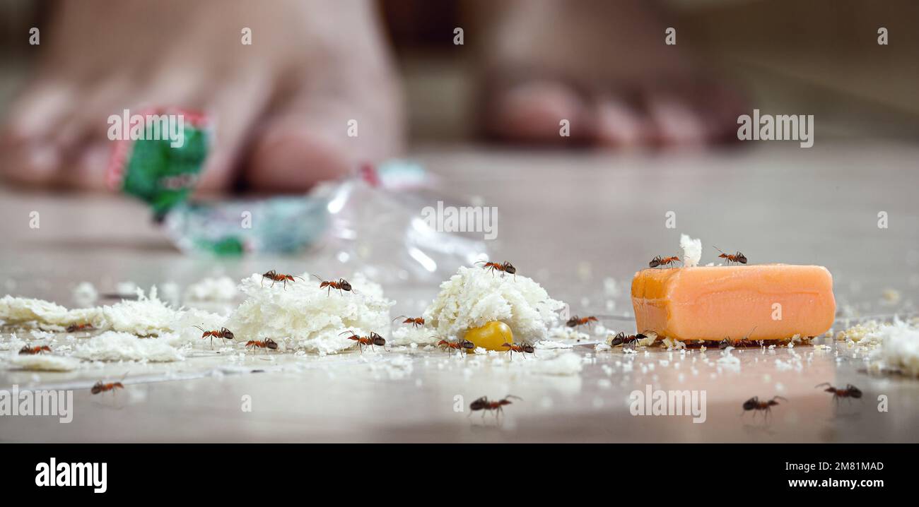 dirt on the floor with insects around, ants in the garbage of an ...