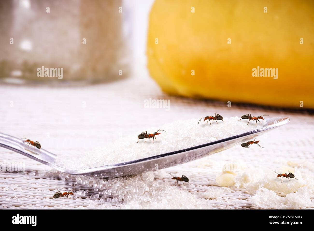 small ants indoors, carrying dirt, crumbs and sugar on the floor, dirty ...