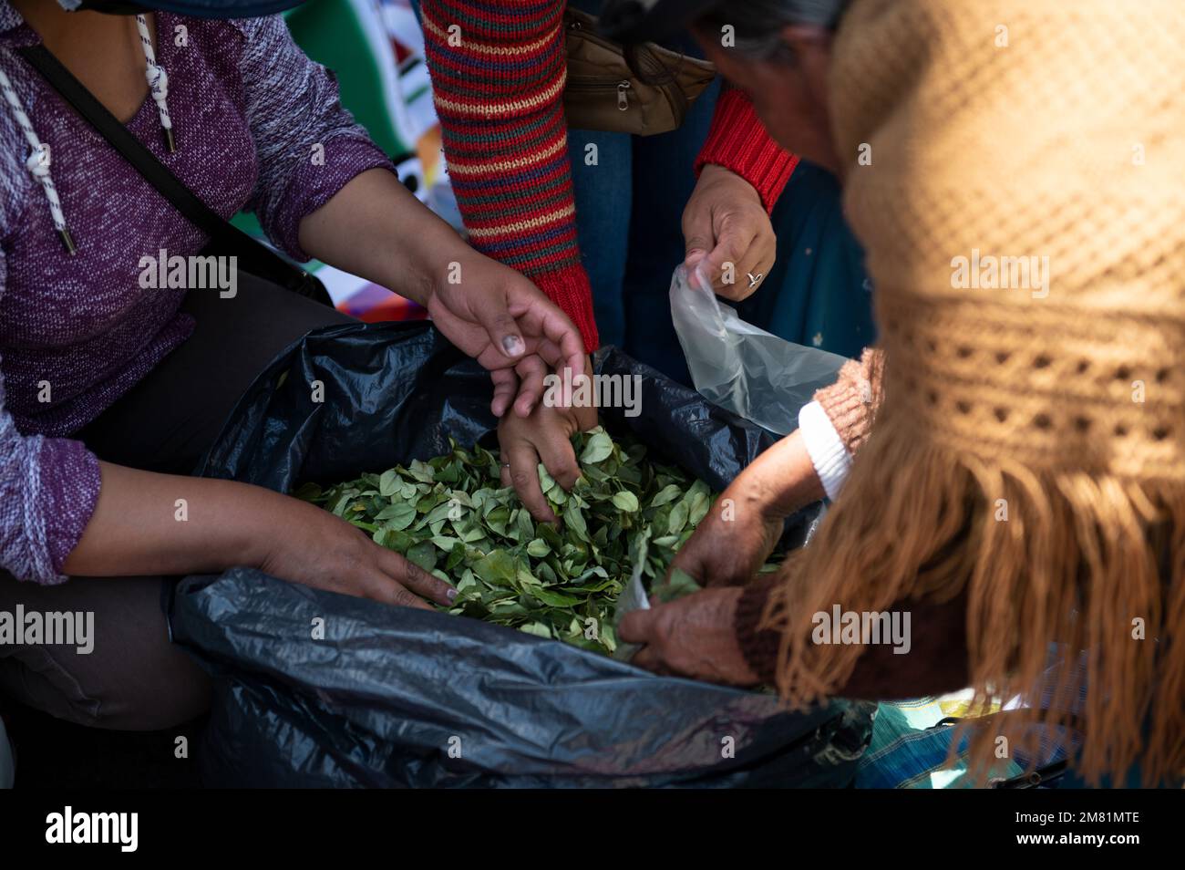 Chewing on leaves hi-res stock photography and images - Alamy