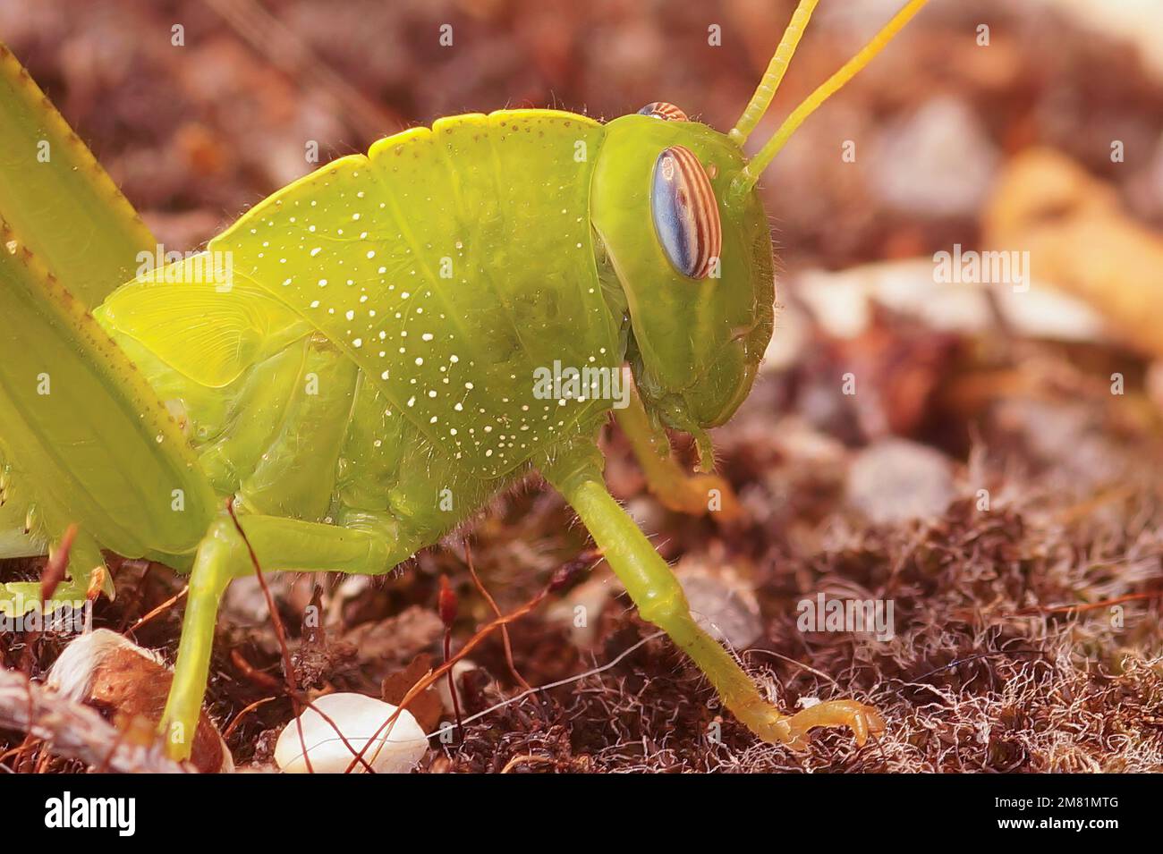 Detailed closeup on a gorgeous emerald green Eygyptian locust ...