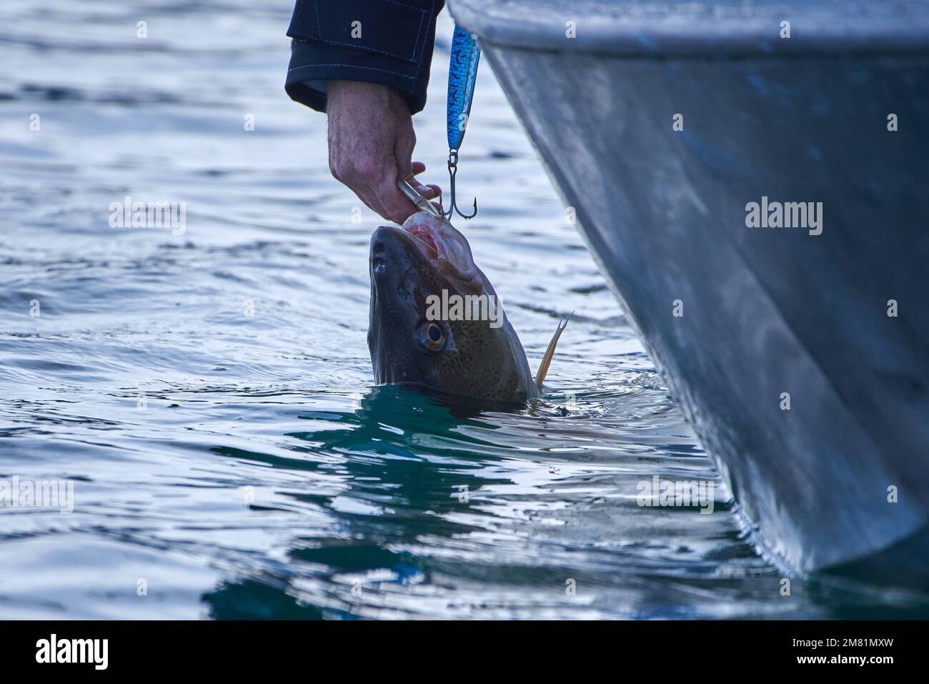 A sports fisherman releases unharmed Atlantic cod back to Barents Sea ...