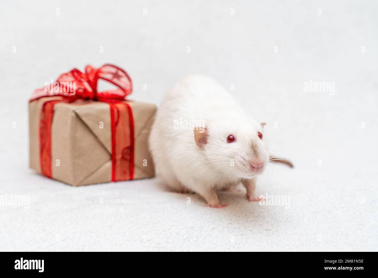 White rat gift. The rat sits on a white carpet with a gift box with a ...