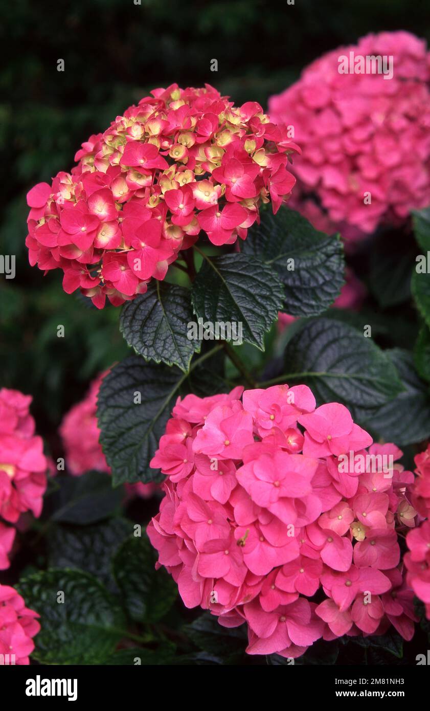 HEALTHY HYDRANGEA BUSH IN FULL FLOWER Stock Photo - Alamy