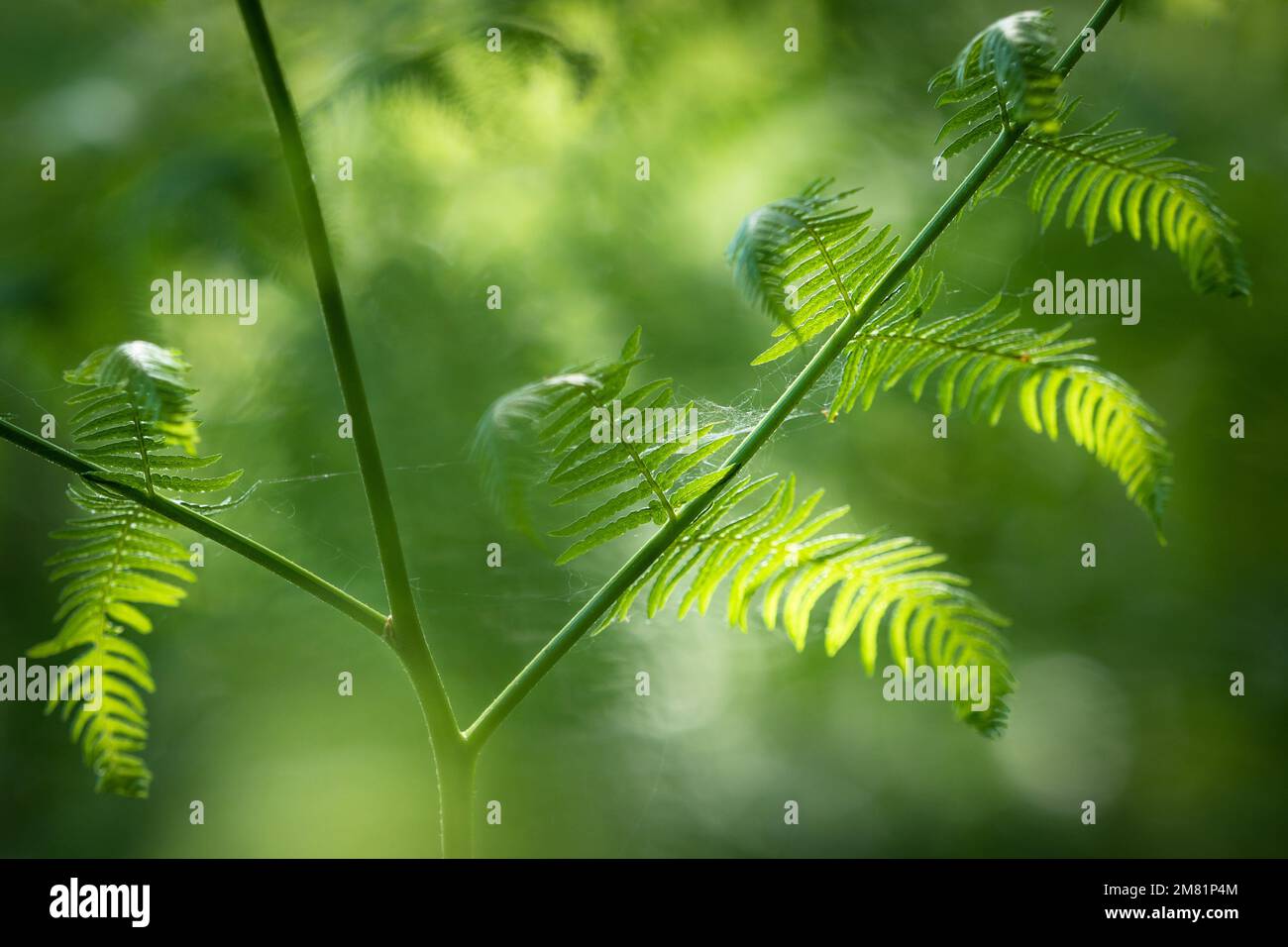 Woods fern hi-res stock photography and images - Alamy