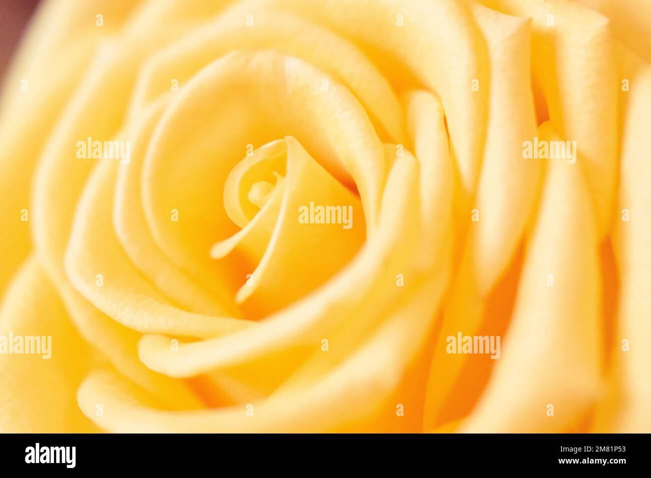 Curves appreciation hi-res stock photography and images - Alamy