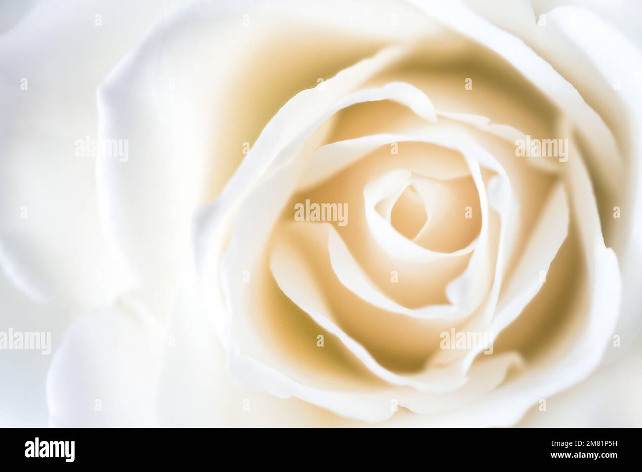 High key flower hi-res stock photography and images - Alamy