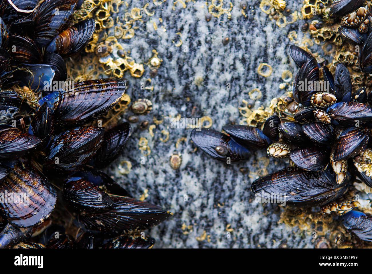 Mussels growing on rock on hi-res stock photography and images - Alamy