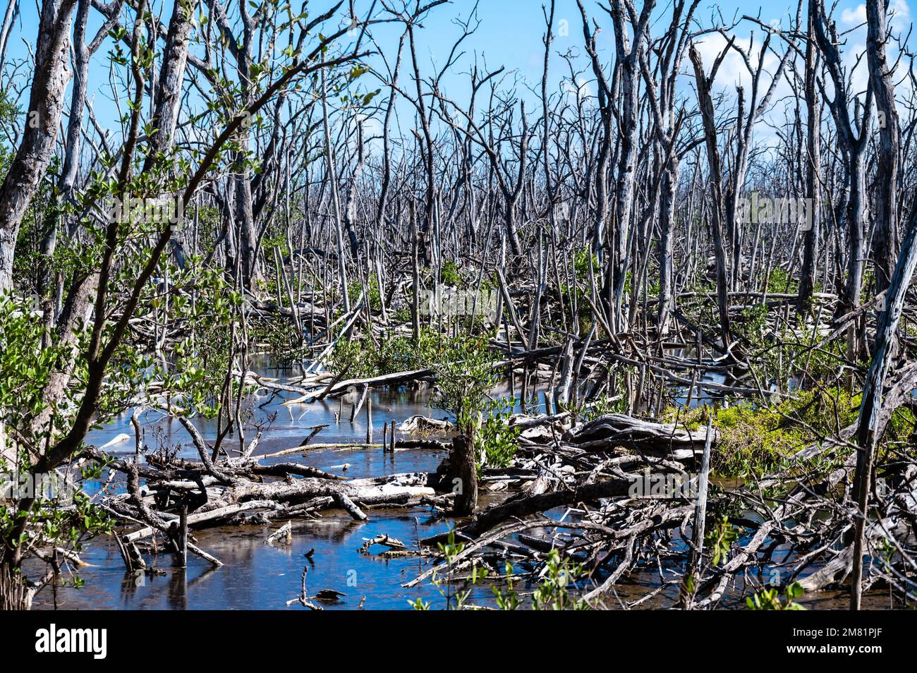 View of the Florida Everglades with a white heron in the background ...