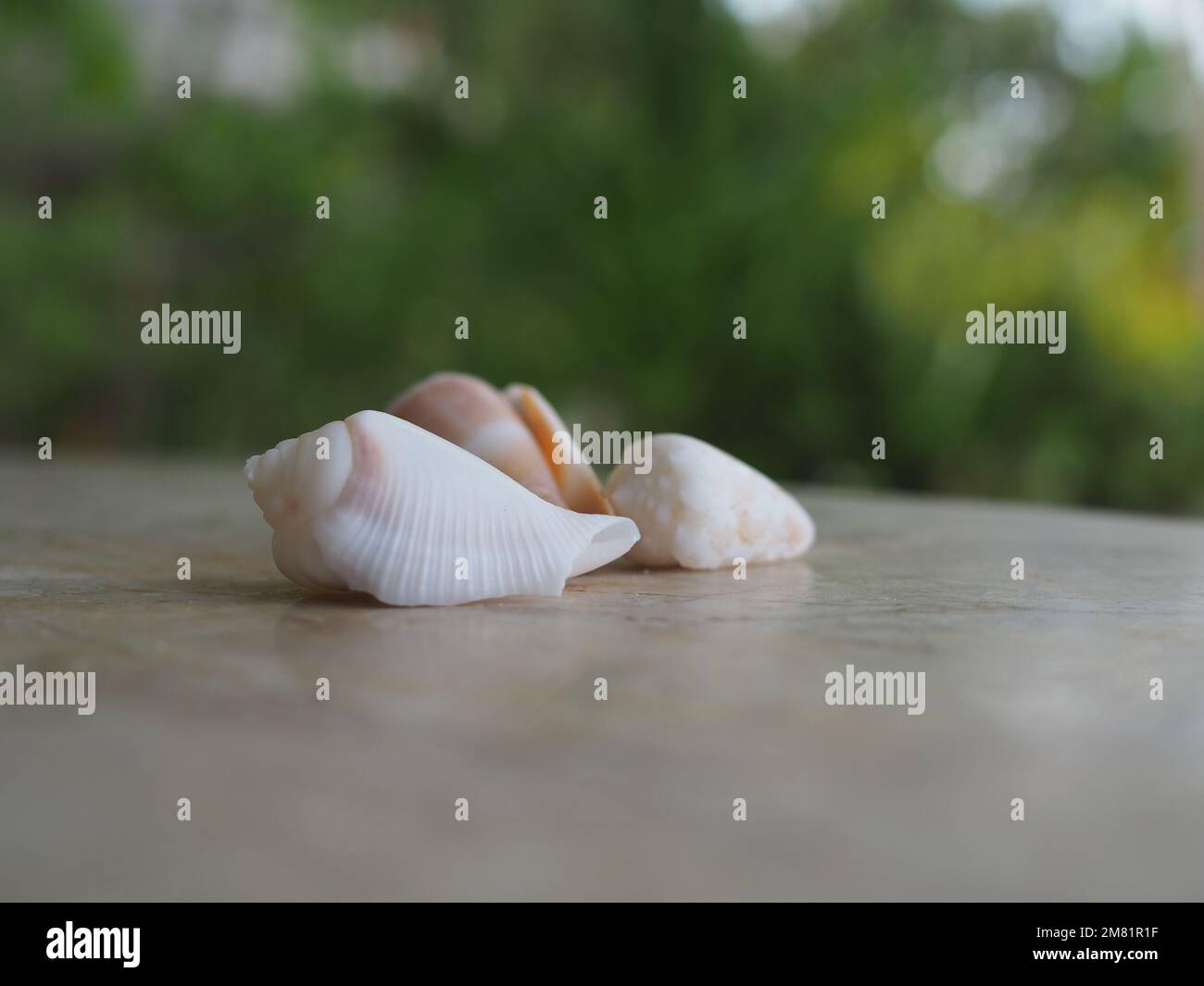 Close up of pretty shells from a Maldivian beach with a blurred ...