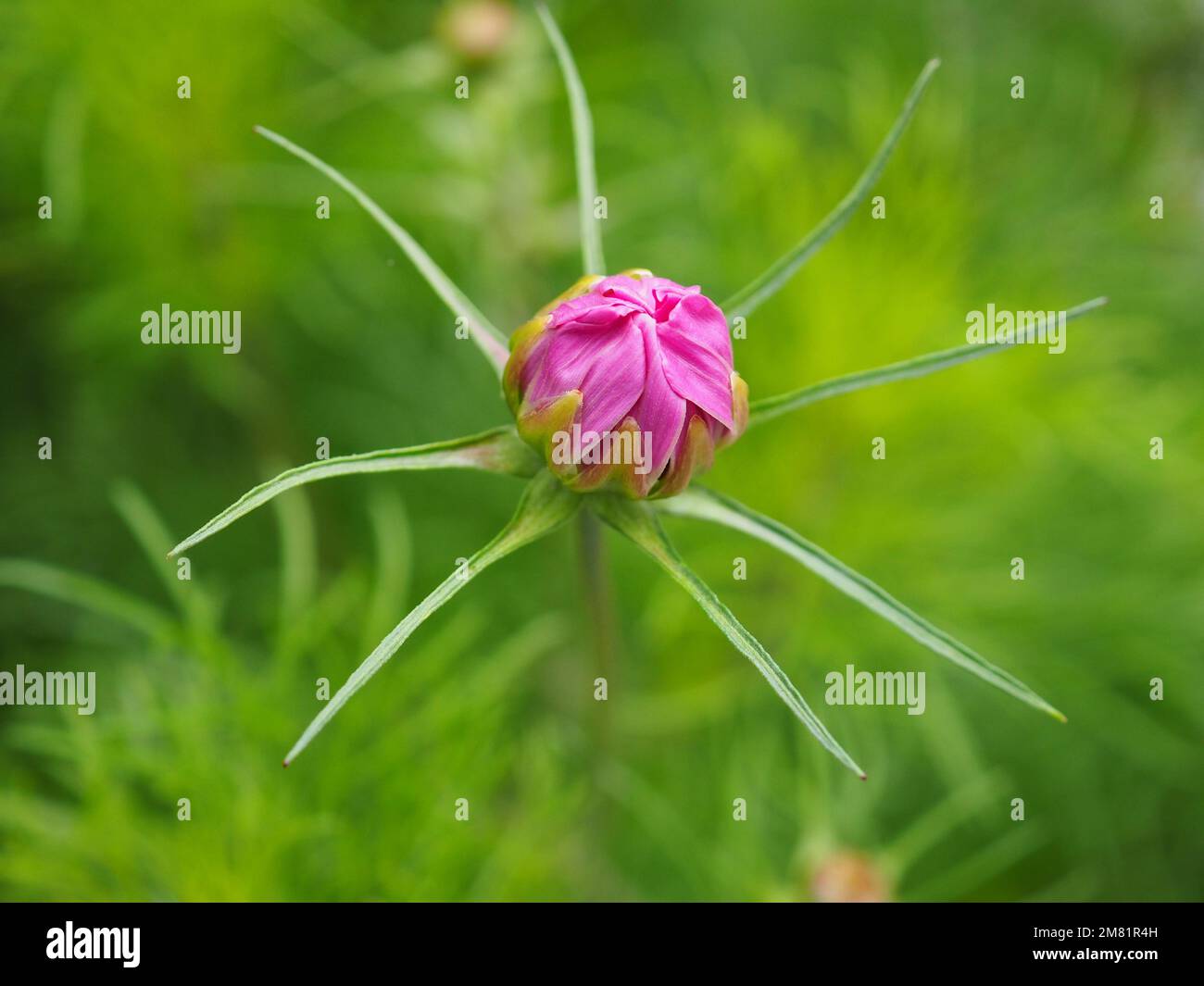 Incipient flower hi-res stock photography and images - Alamy