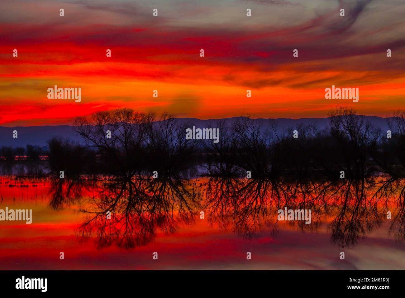 Twilight trees and ponds hi-res stock photography and images - Alamy