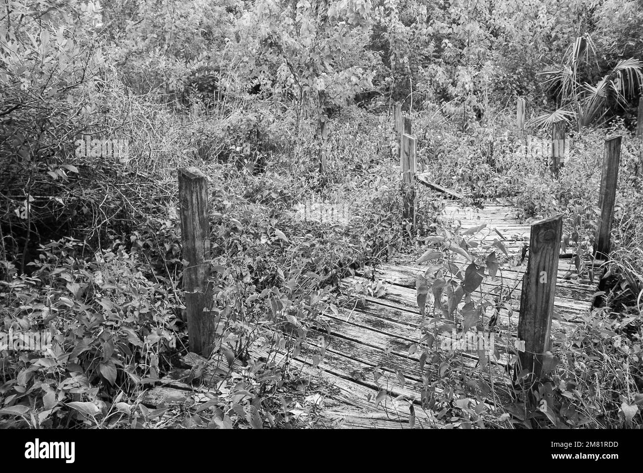 An abandoned and overgrown path in the forest in Florida Stock Photo ...