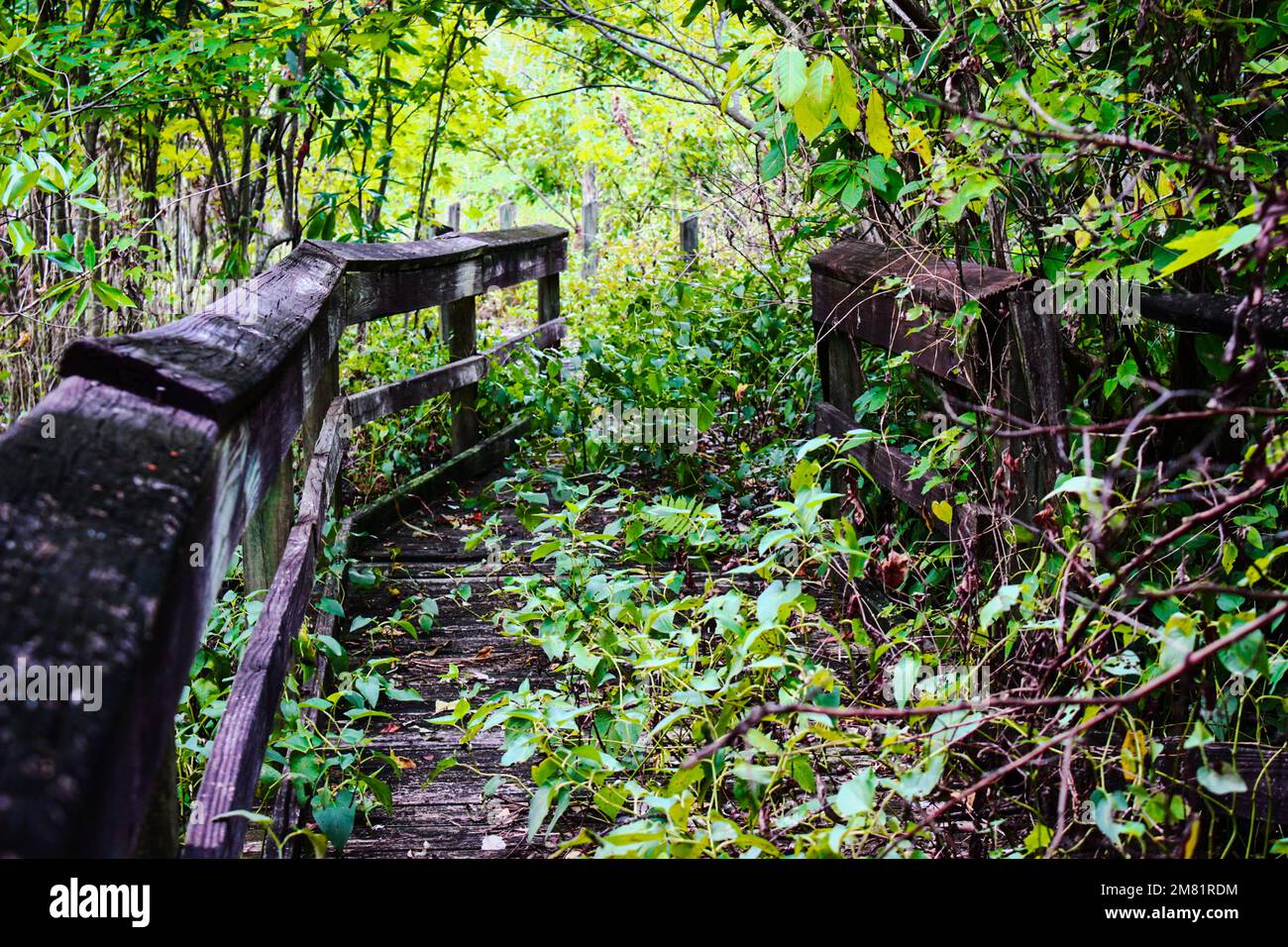 An overgrown wooden trail path in the forests of Florida Stock Photo ...