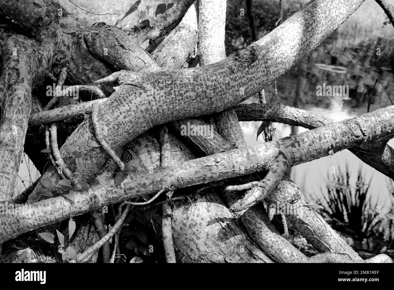 Gnarled and twisted roots beside a swamp in Florida Stock Photo - Alamy