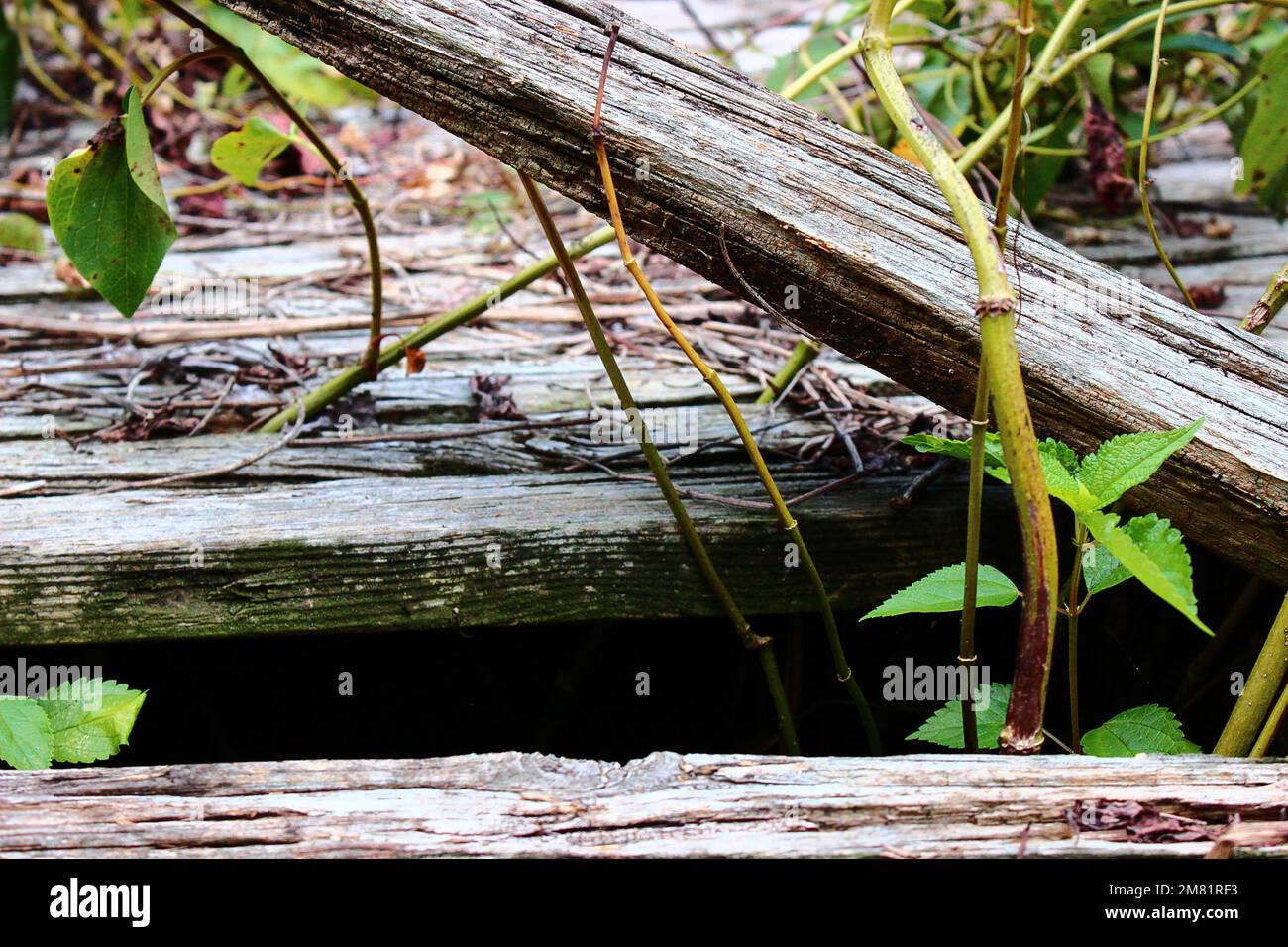 stretching vines grow out of the darkness under an abandoned wooden ...