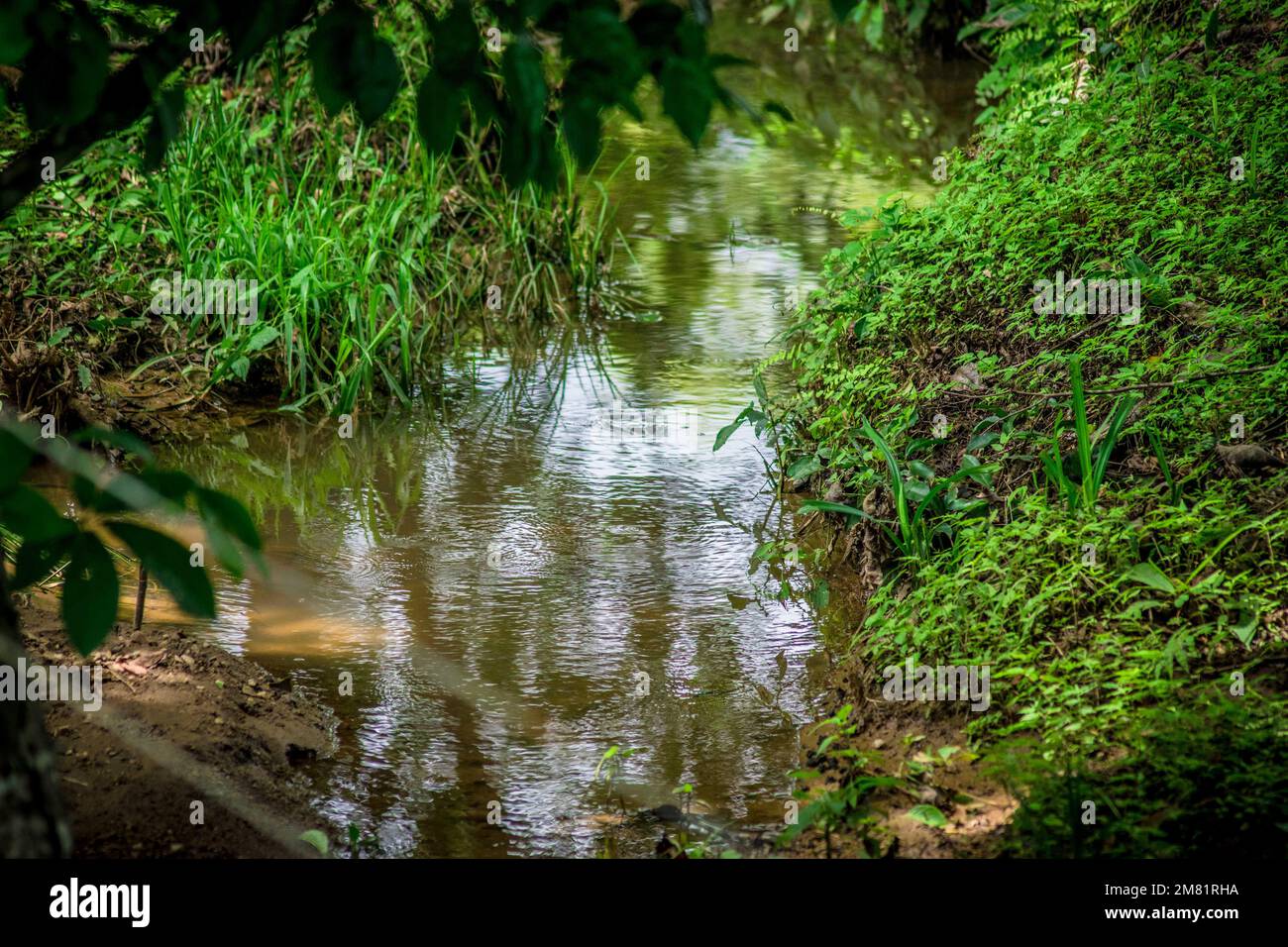 A small river surrounded by grass and plants Stock Photo - Alamy