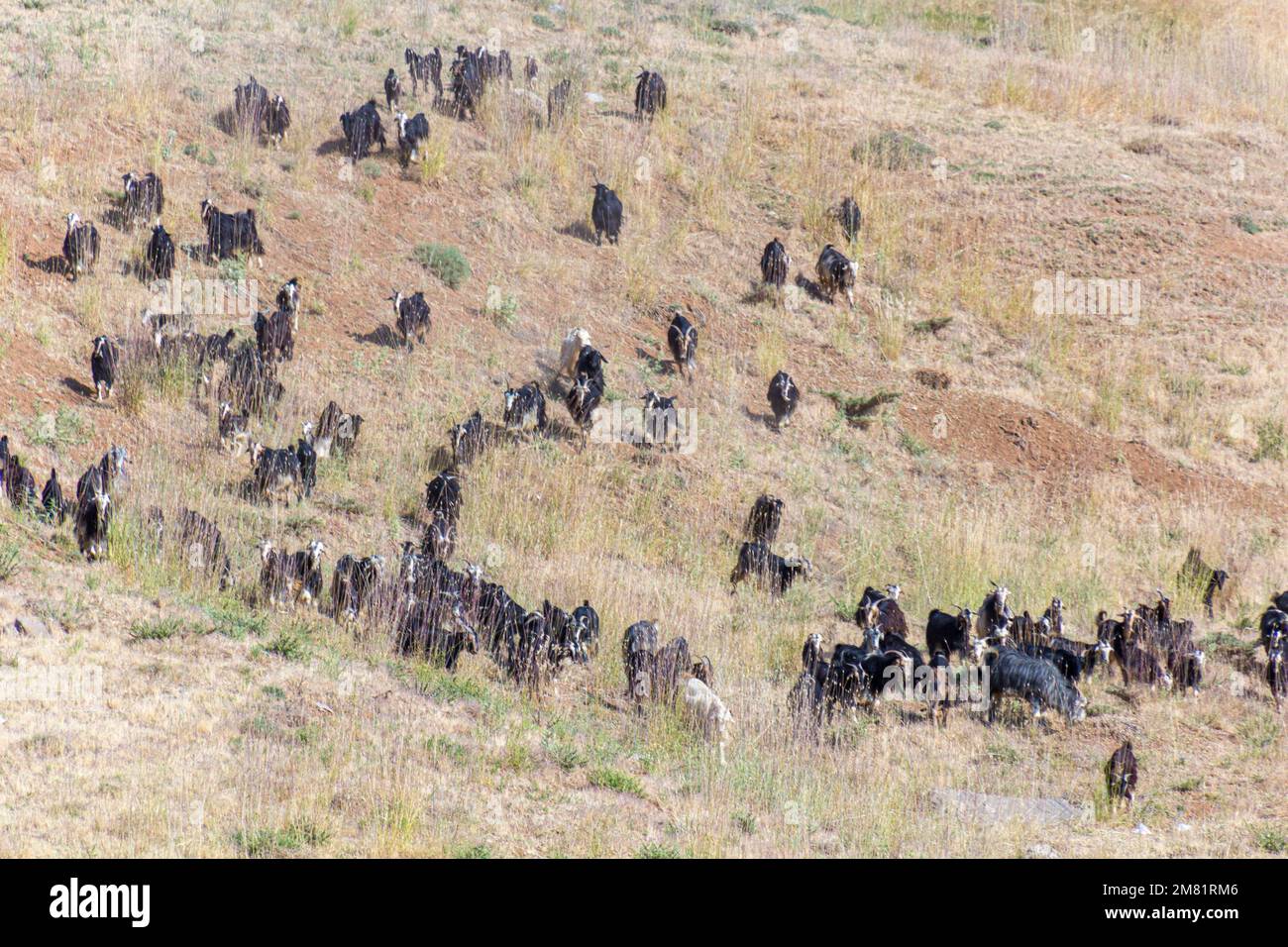 Herd of goats in Zagros mountains, Iran Stock Photo - Alamy