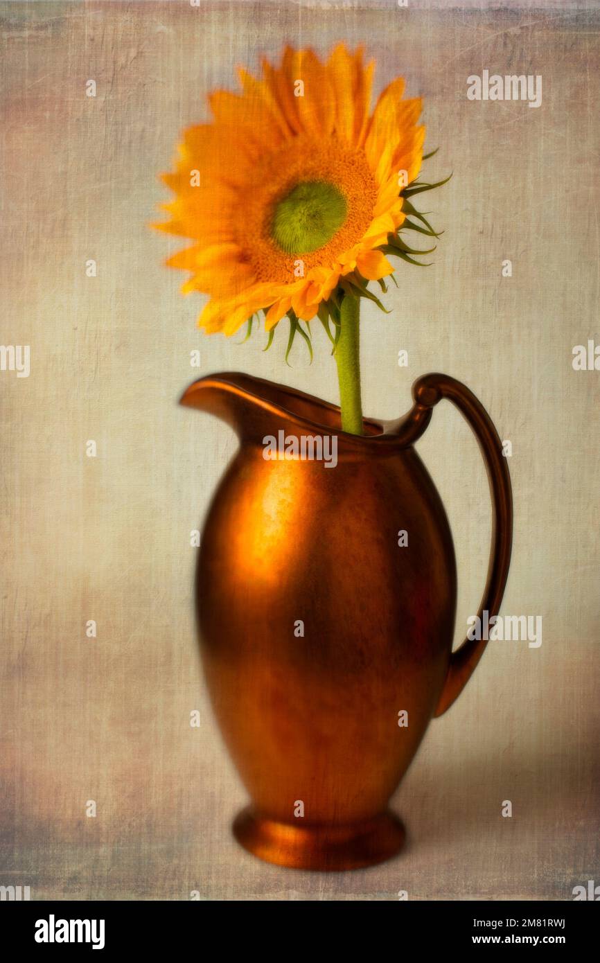 Sunflower In Bronze Pitcher Stock Photo - Alamy