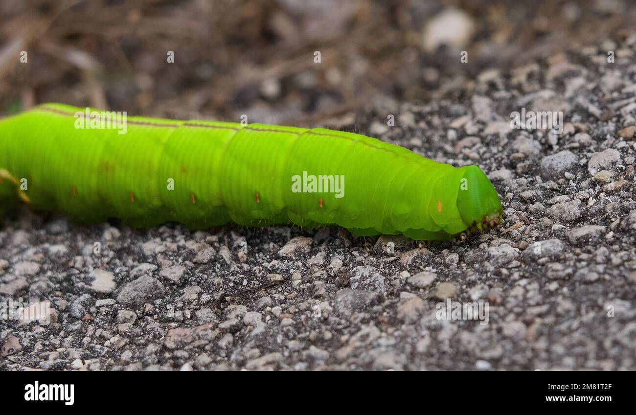 A closeup of a beautiful caterpillar on a stone ground Stock Photo - Alamy