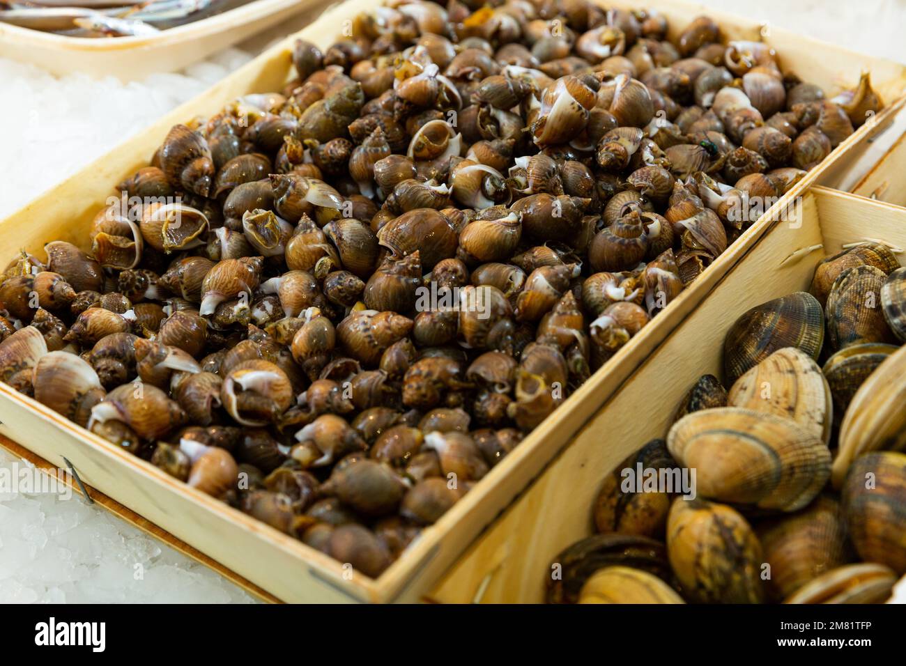 Snails harvest hi-res stock photography and images - Alamy