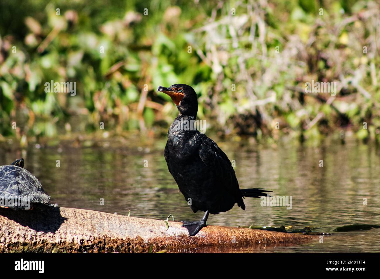 Stand standing profile stare hi-res stock photography and images - Alamy