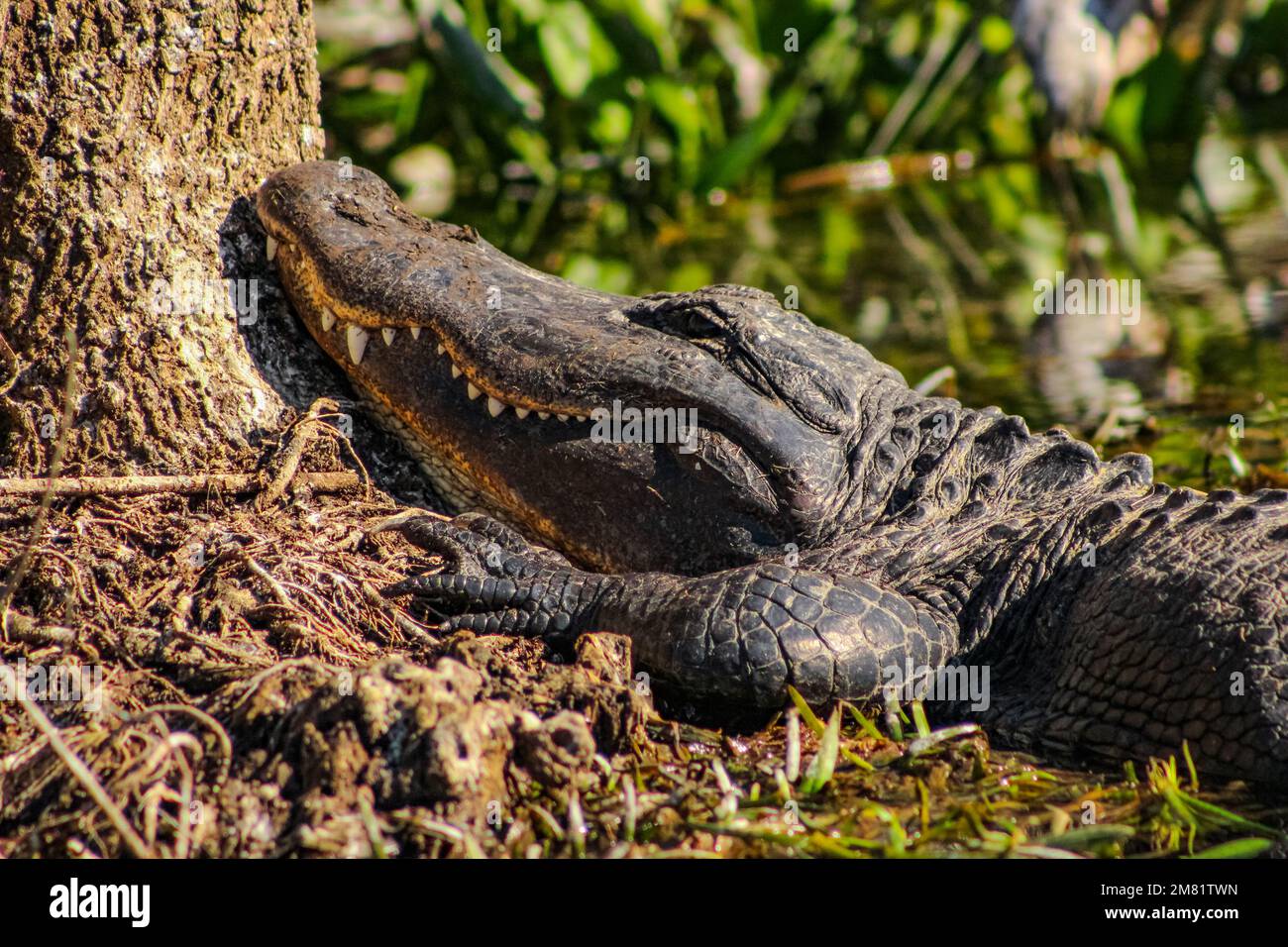 An alligator rests its head on the curve of a tree Stock Photo - Alamy