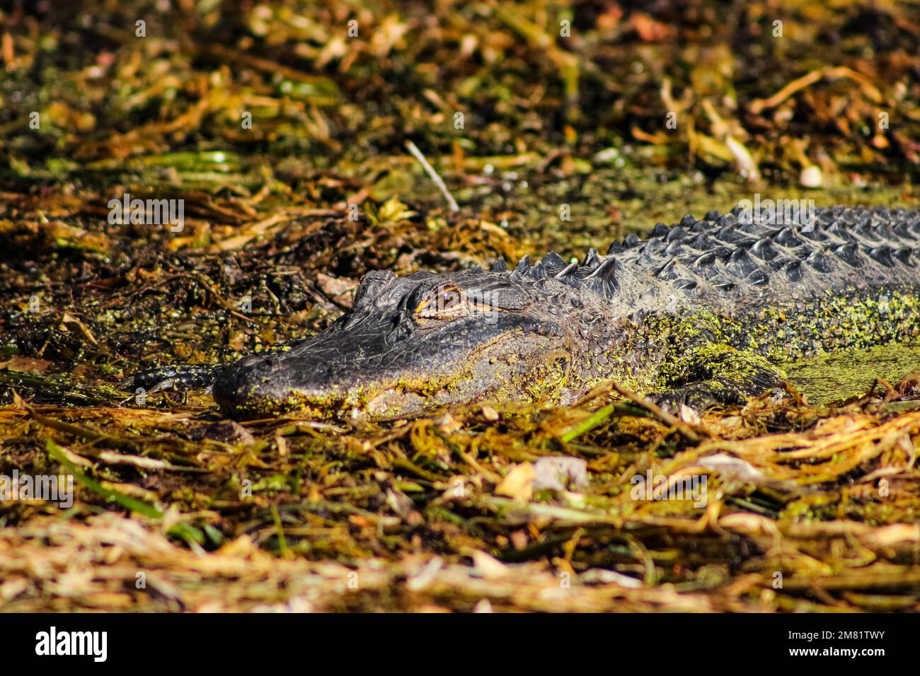 Dense algae hi-res stock photography and images - Alamy