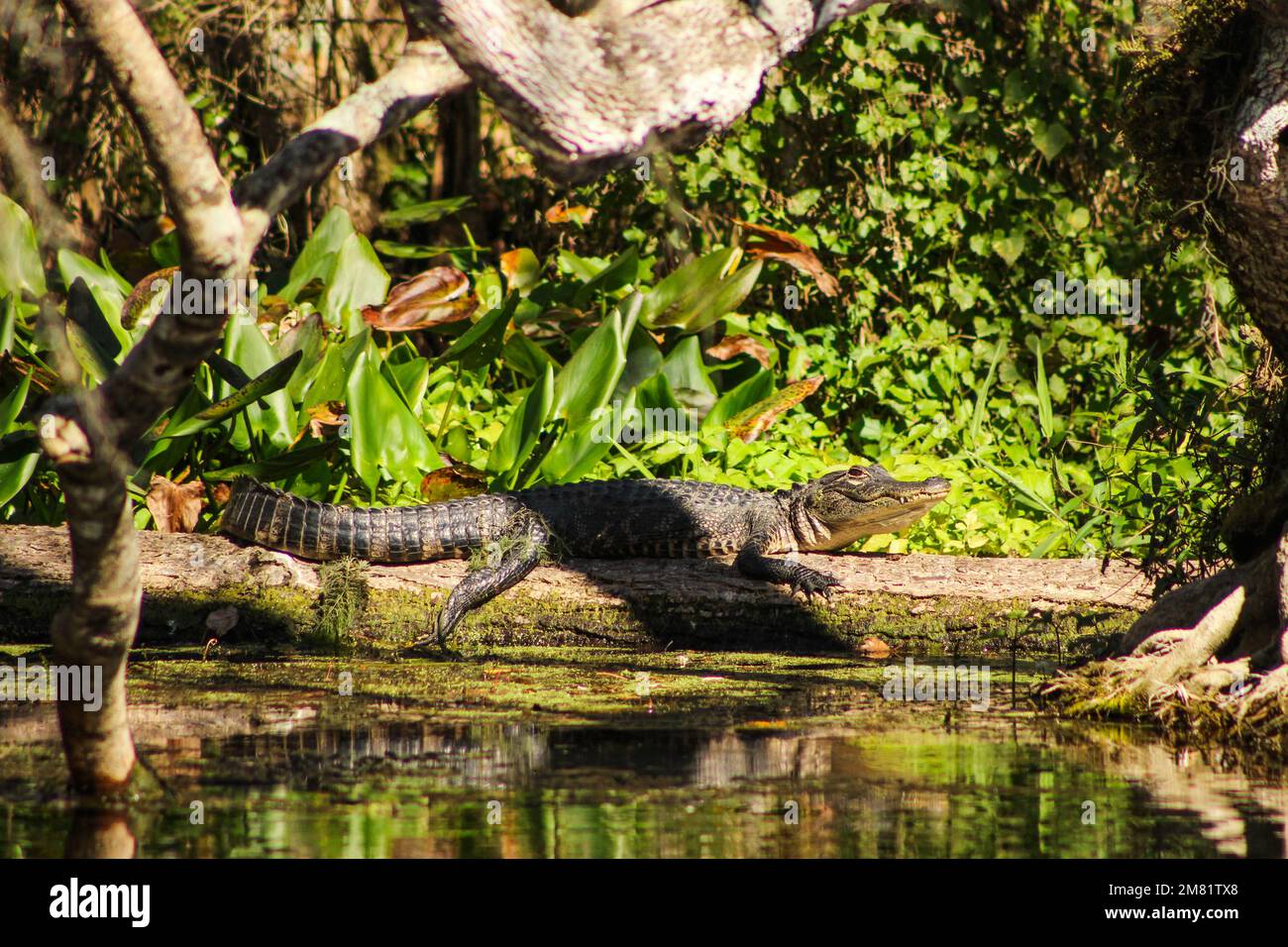 Scary log hi-res stock photography and images - Alamy