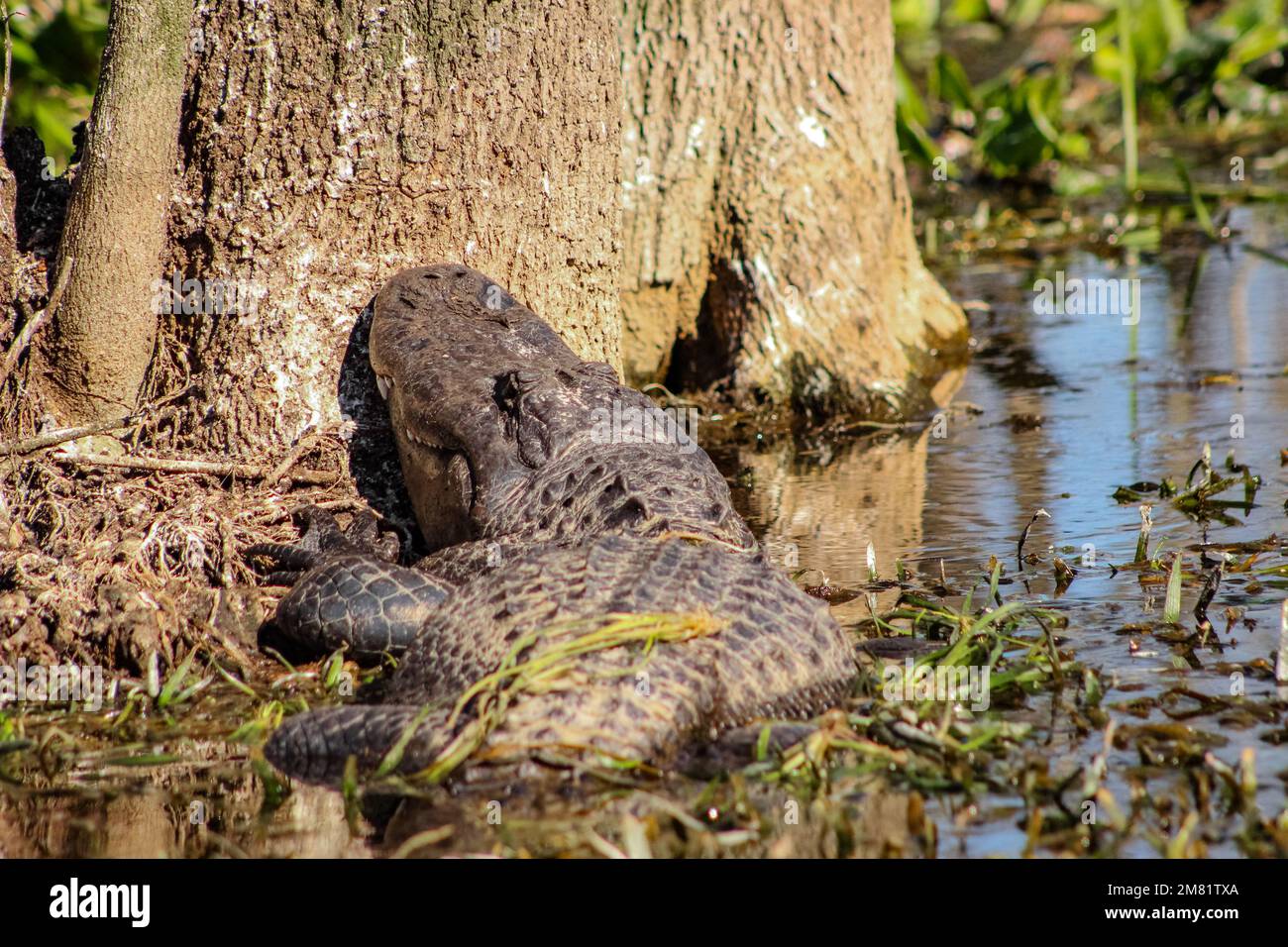 An alligator gets up close and personal with a nearby tree Stock Photo ...