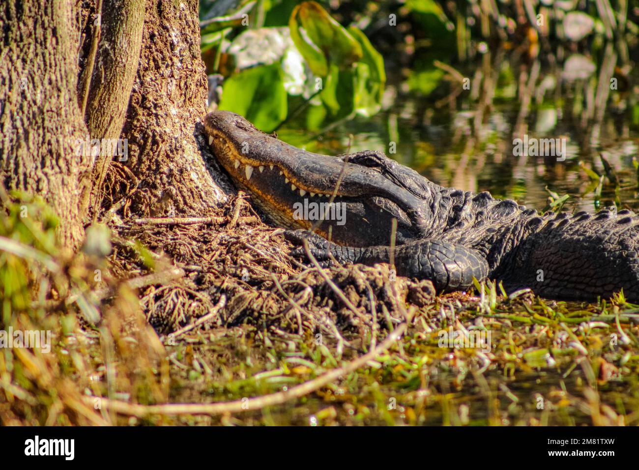 Algae covered alligator hi-res stock photography and images - Alamy