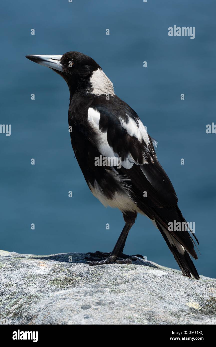 Australian magpie bird standing on a rock with a water background Stock ...