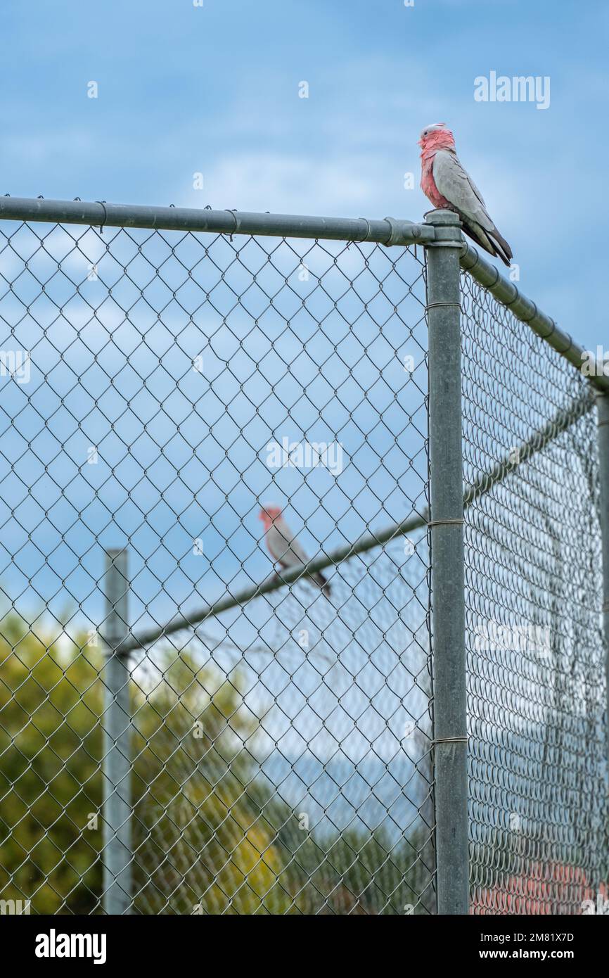 Gilah birds hi-res stock photography and images - Alamy