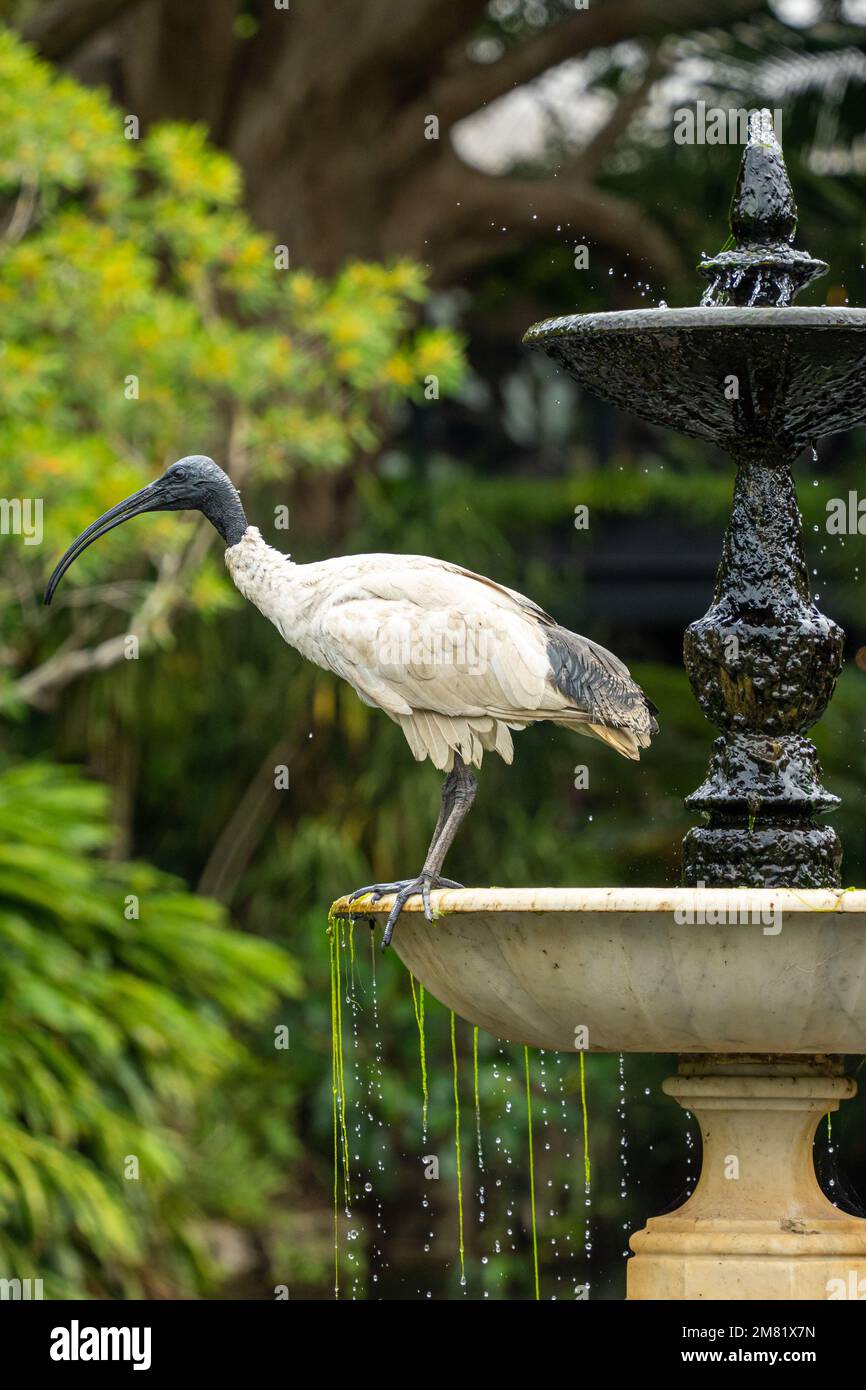 Australian Ibis bird drinking from a water fountain in a park Stock ...