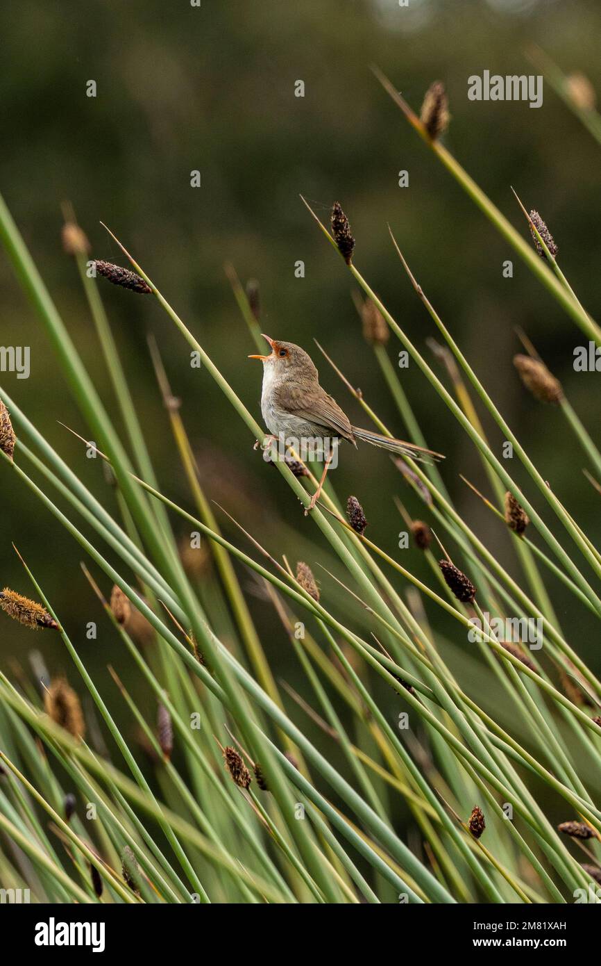 Native Australian Superb Fairy-Wren bird singing in the long green ...