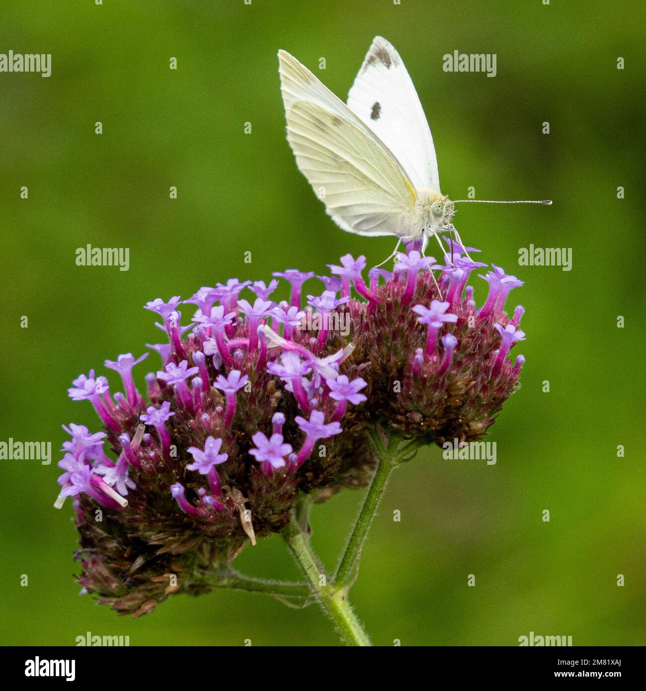 White Butterfly drinking nectar from a pink flower Stock Photo - Alamy