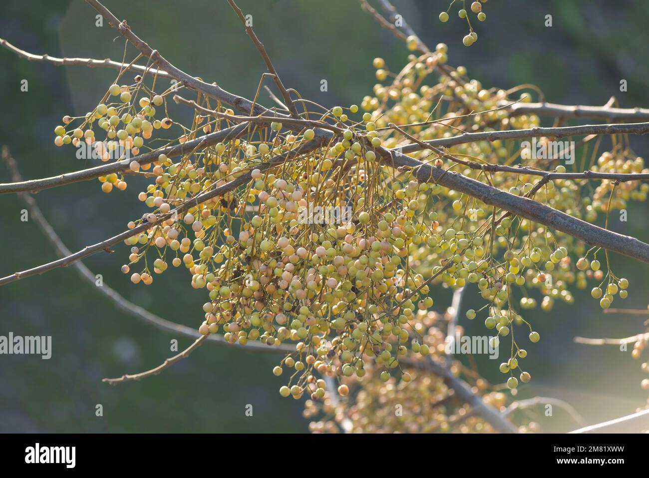 Italy, Lombardy, Persian Lilac, Chinaberry Tree, Melia Azedarach, Fruit ...