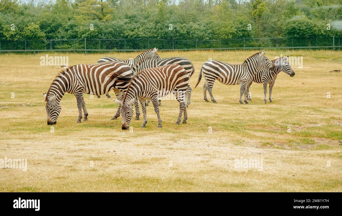 Group of wild zebras eating grass in safari zoo park. Flock of zebras ...