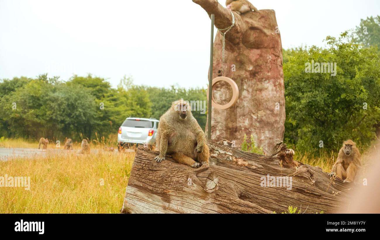 Macac hi-res stock photography and images - Alamy