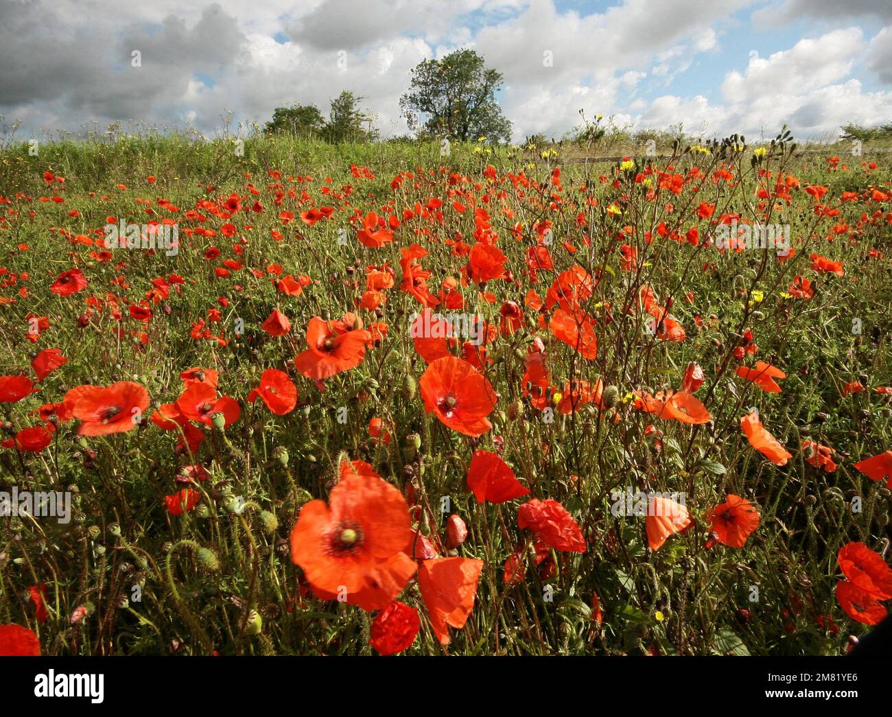 Poppy field and poppy flowers Stock Photo - Alamy