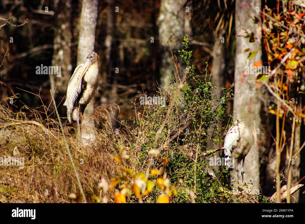 A youthful wood stork stands quietly in the swamp brush Stock Photo - Alamy