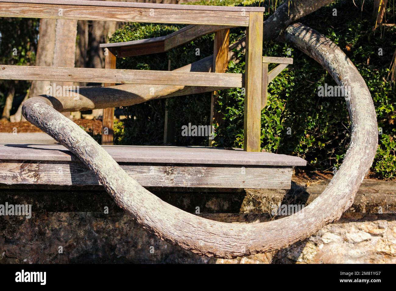 Wrapping around a viewing platform, a twisted palm tree grows Stock ...