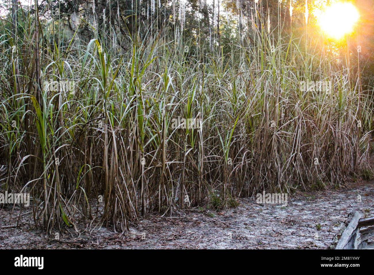 Corn plot hi-res stock photography and images - Alamy